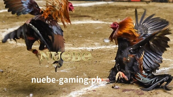 Online Sabong Guide Philippines - Nuebe Gaming
